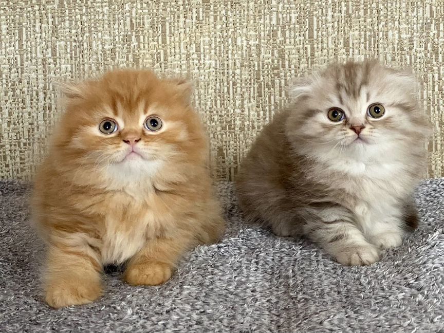 Шотландские вислоухие котята