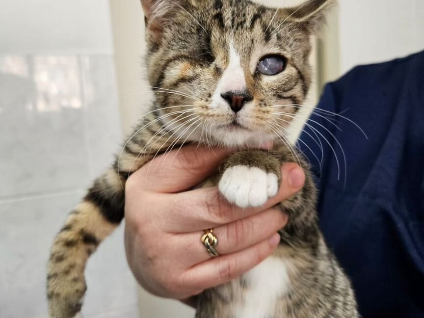 Котенок в добрые руки