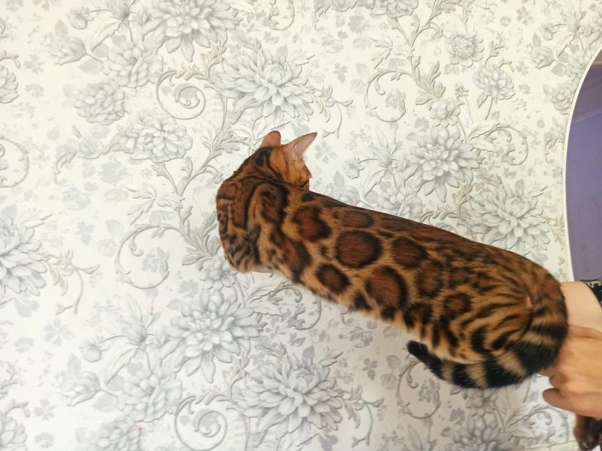 Бенгальские котята