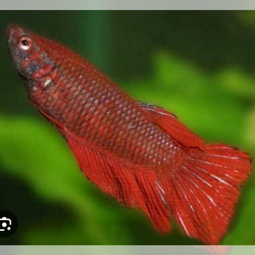 Самка петушка бесплатно