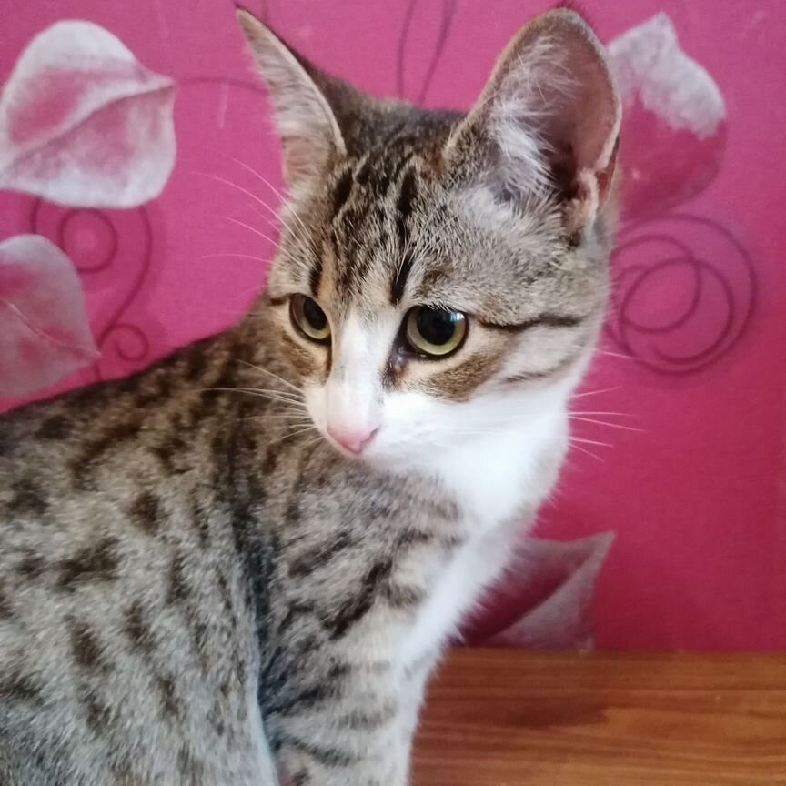 Кошечка в добрые руки
