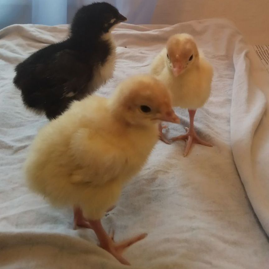 Индюшата и цыплята