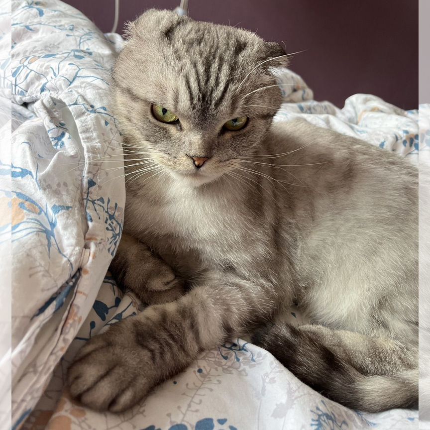 Шотландский кот