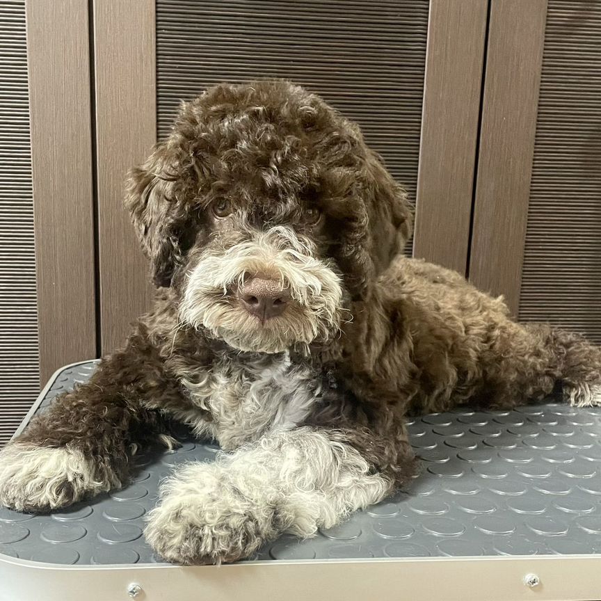 Лаготто Романьоло