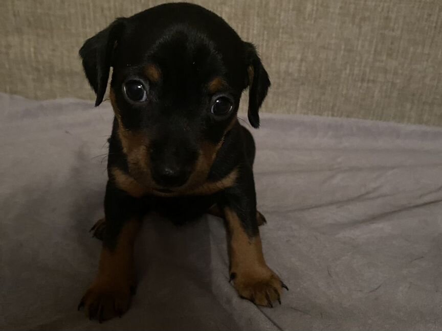 Щенята Цвергпинчера