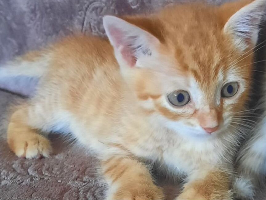 Рыжий котенок в добрые руки