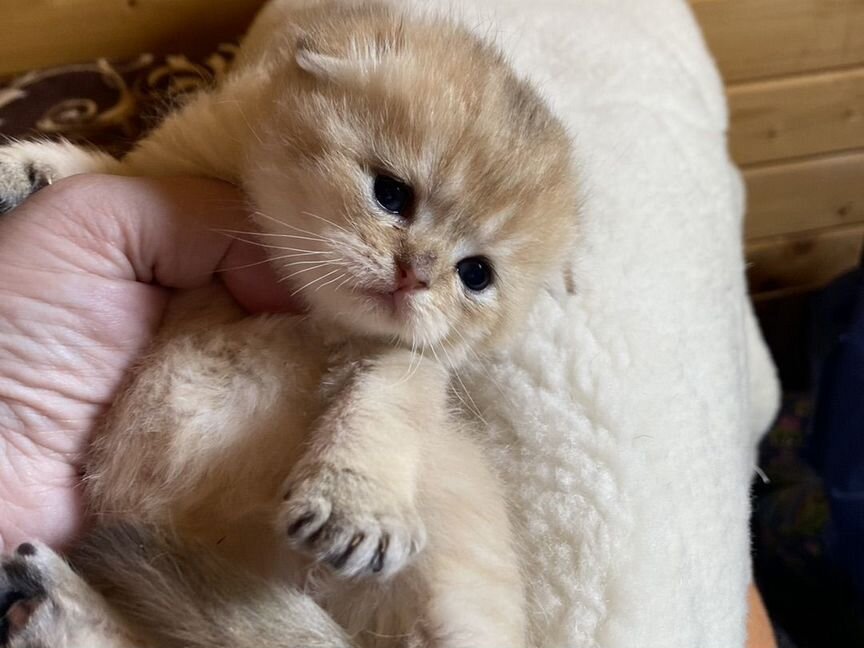 Котята шотландской шиншиллы
