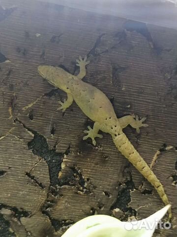 Траурный геккон