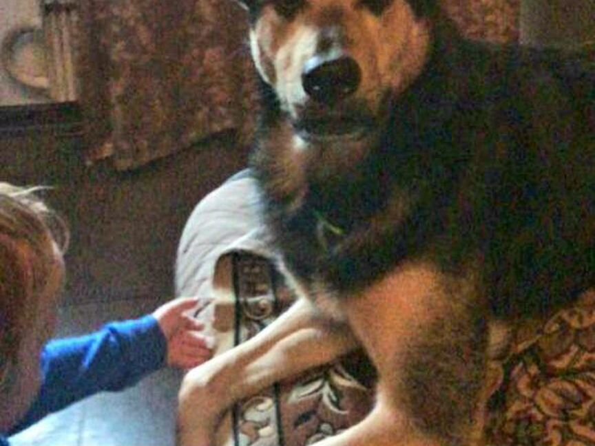 Собака в дар