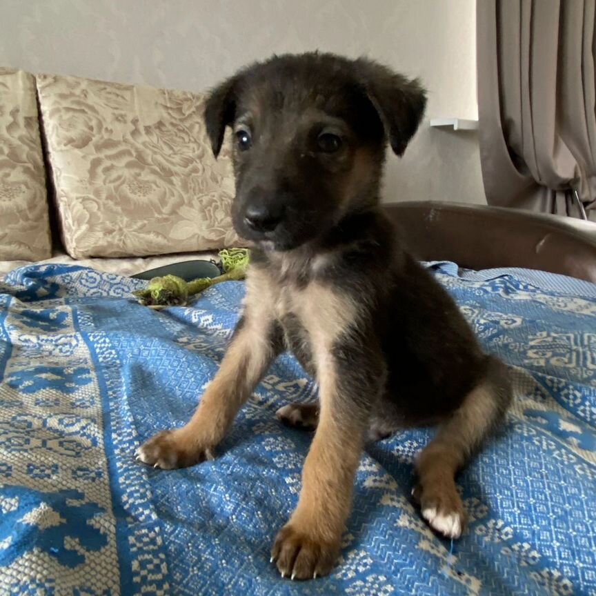 Щенки в добрые руки