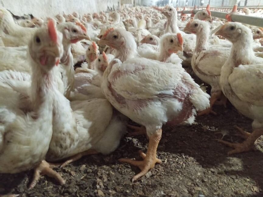 Куры молодки,бройлер 40 дней