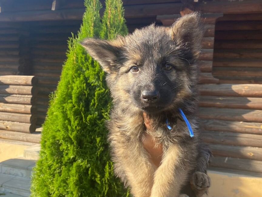 Щенки немцы немецкая овчарка