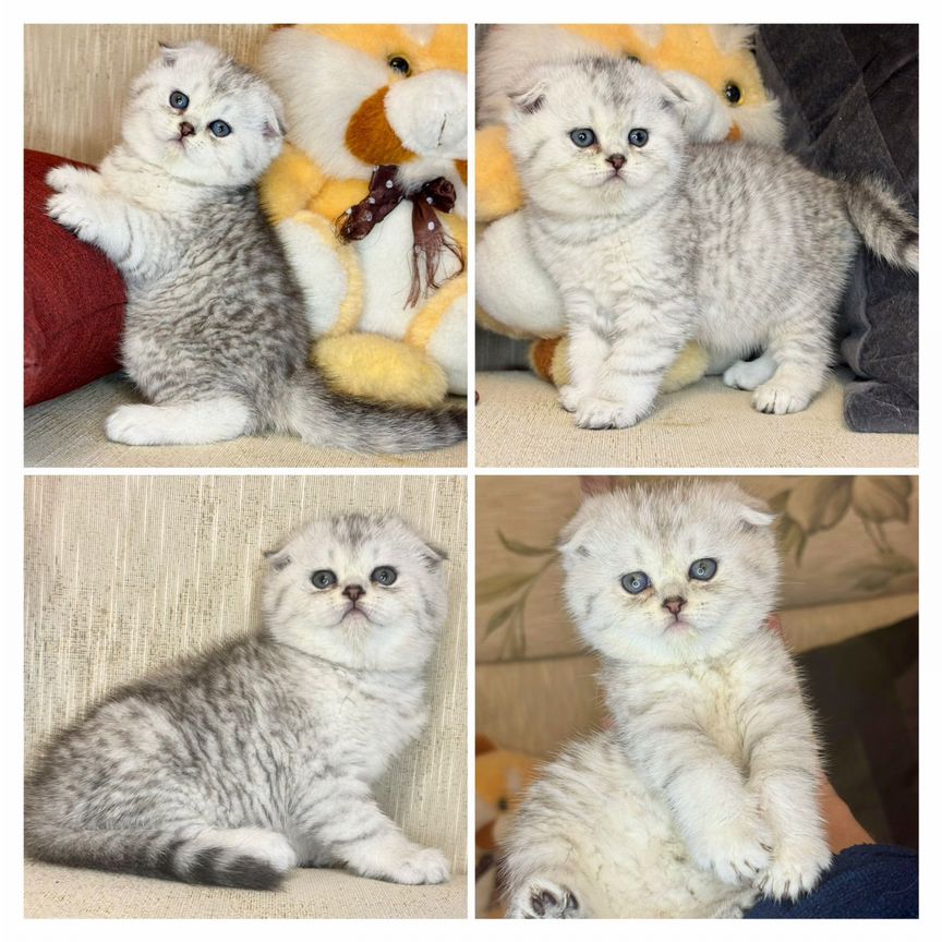 Шотландские вислоухие и прямоухие котята
