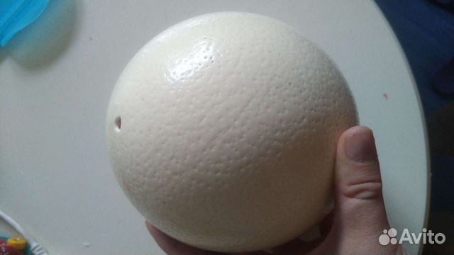 Страусиное яйцо