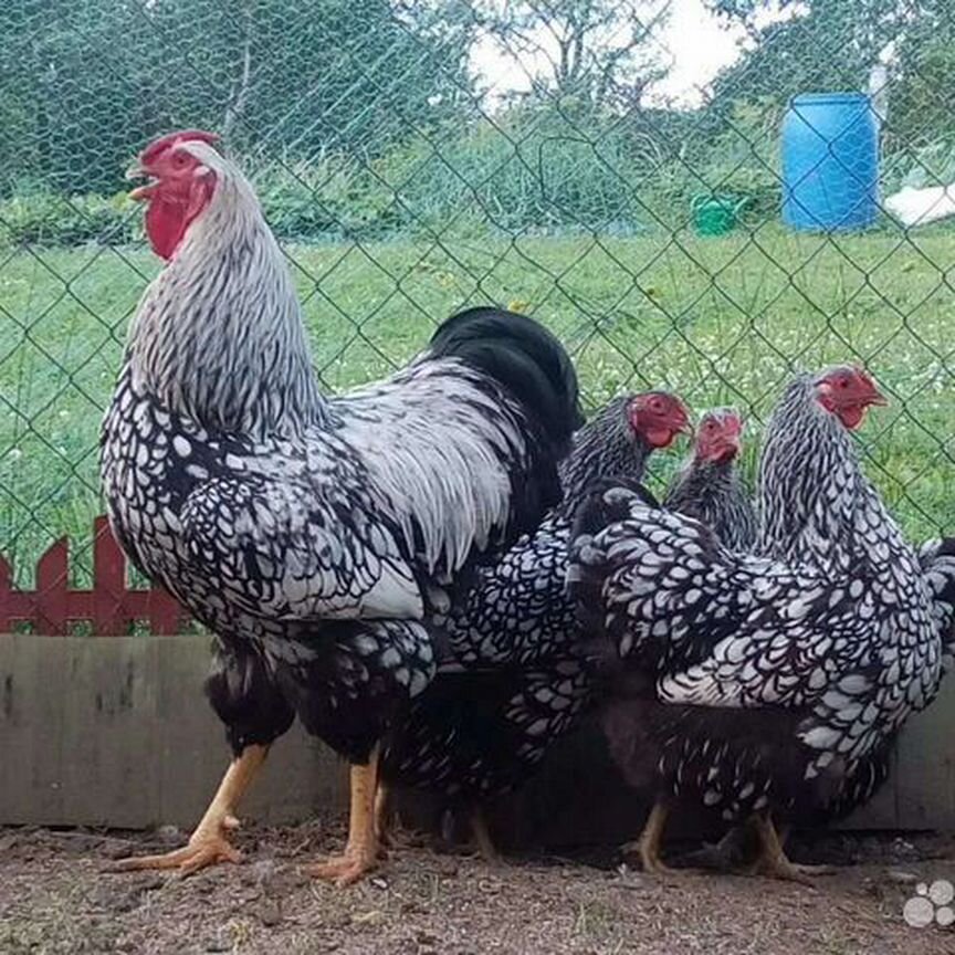 Цыплята несушки