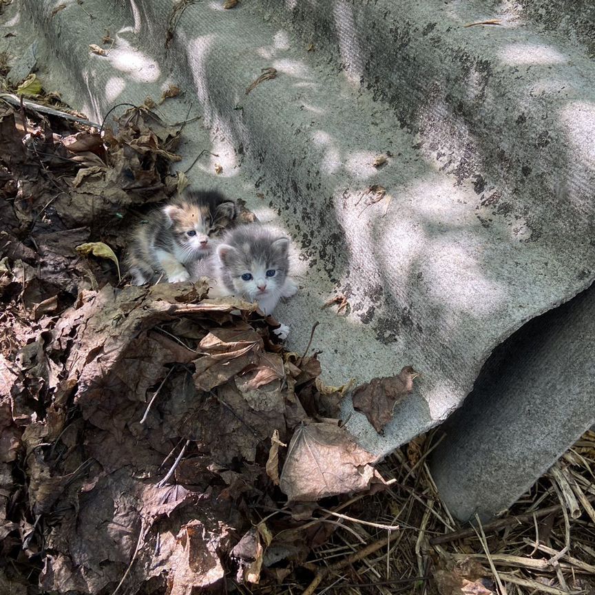 Помогите спасти котят они умирают