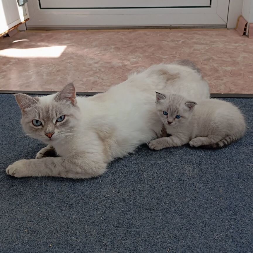 Отдам в добрые руки маленькую кошечку