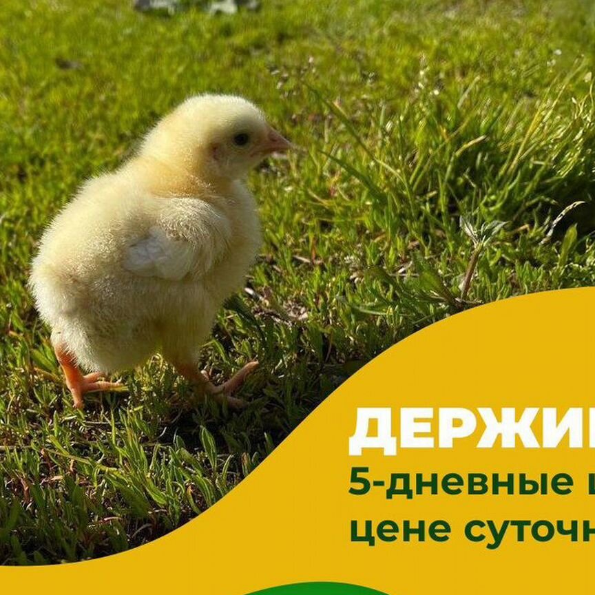 Цыплята Росс 308 суточные