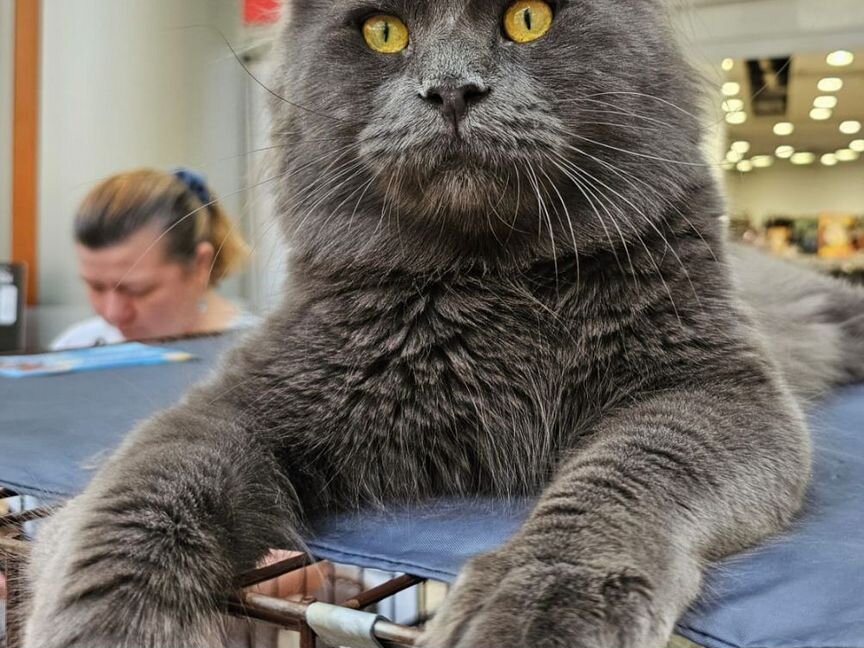 Кошка