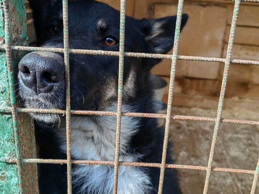 Гектор, собака из приюта ищет дом