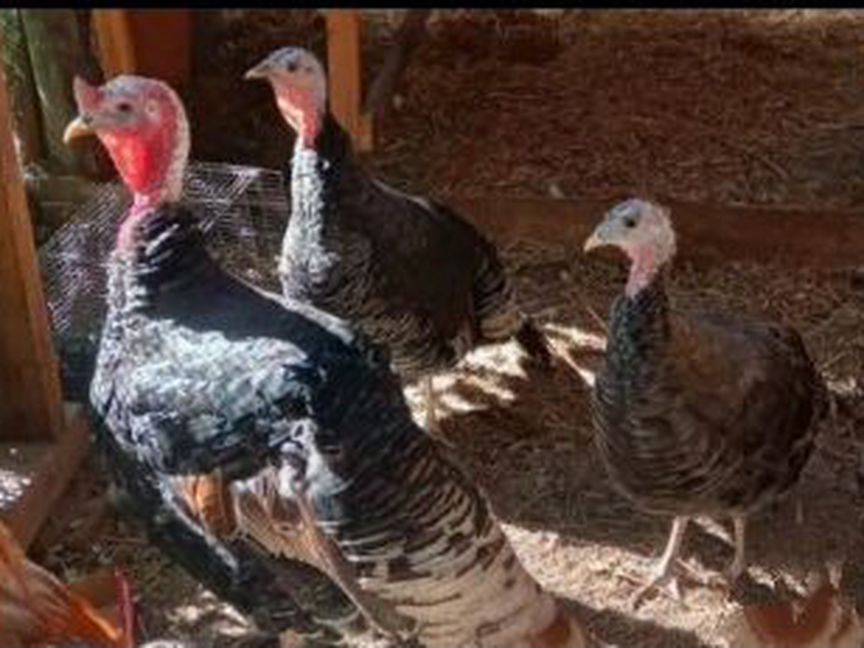 Индюки домашние