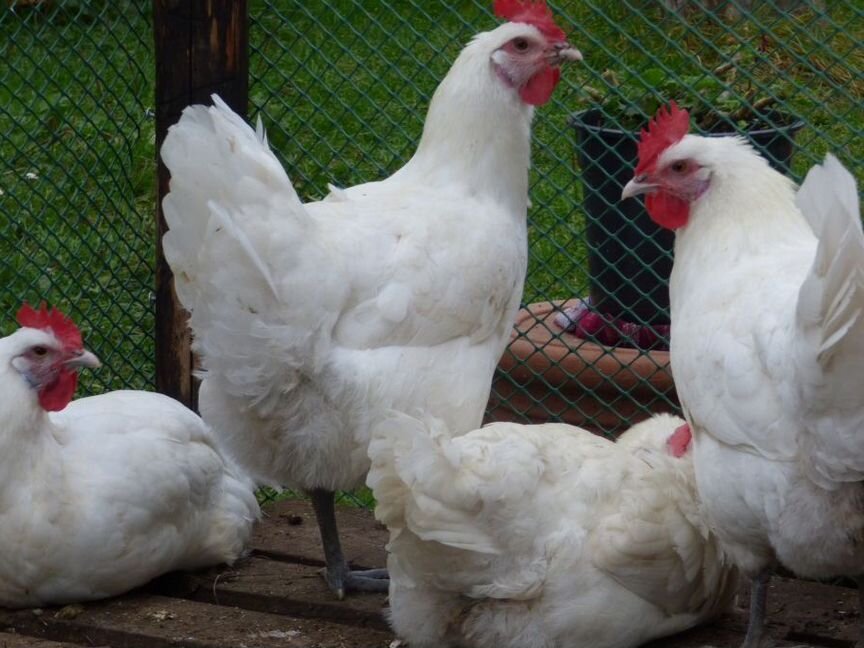 Куры подрощенные В адрес