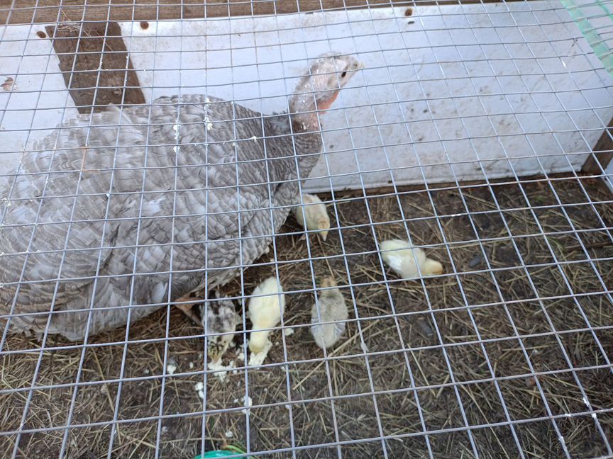 Индюшка с индюшатами