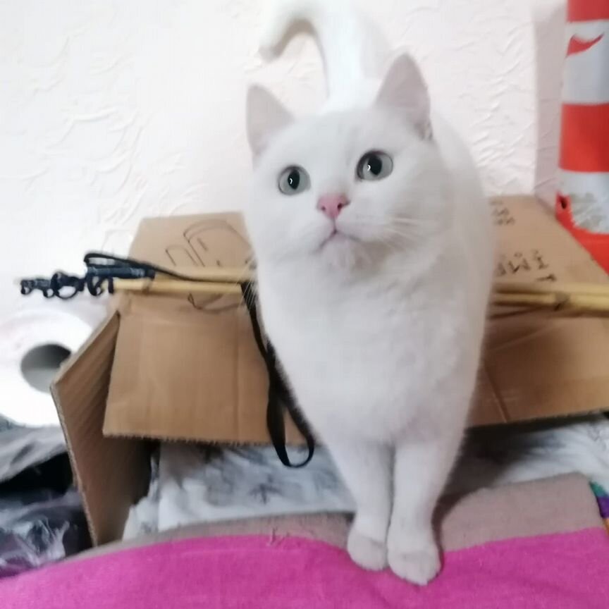 Кошки