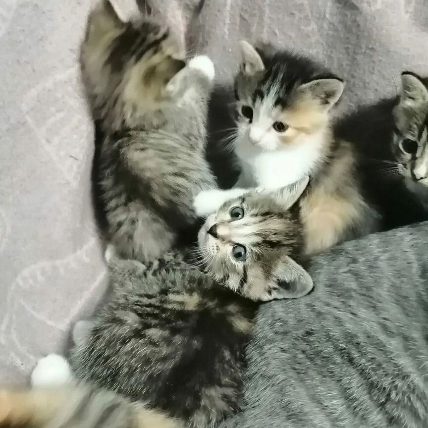 Отдам котят в добрые руки