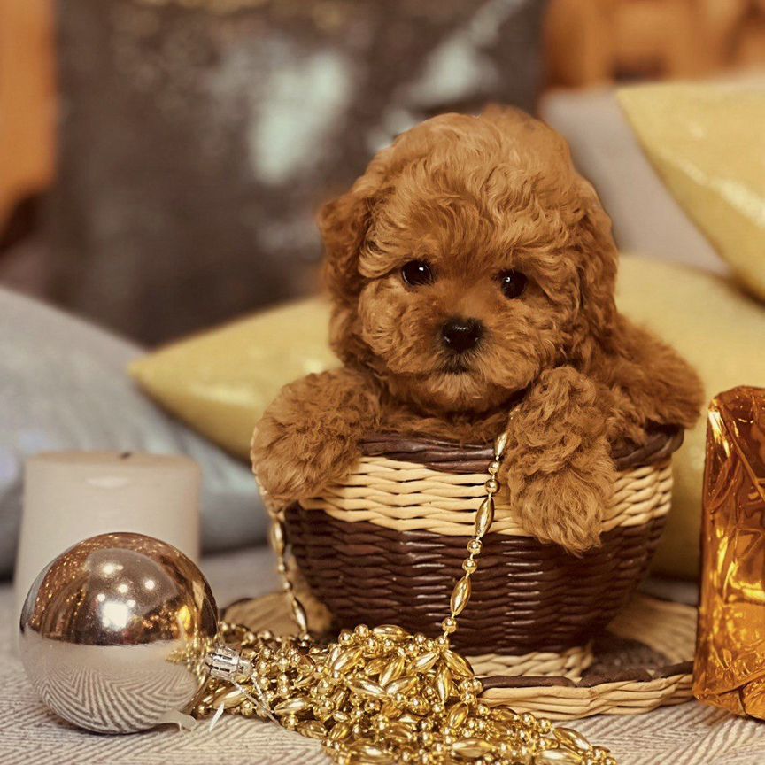 Мальтипу Тедди Доставка Рассрочка