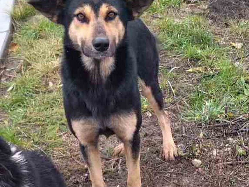 Пес Джек ищет дом