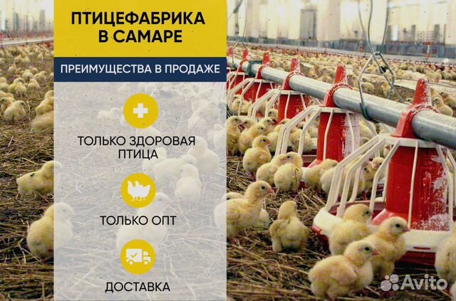Цыплята бройлера От 500шт Доставка Самара