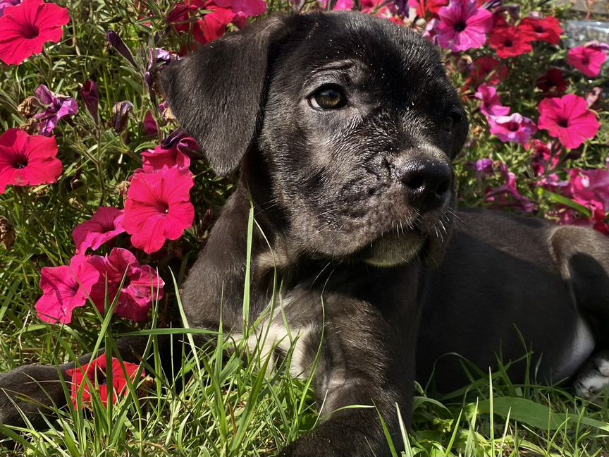 Щенки Кане Корсо