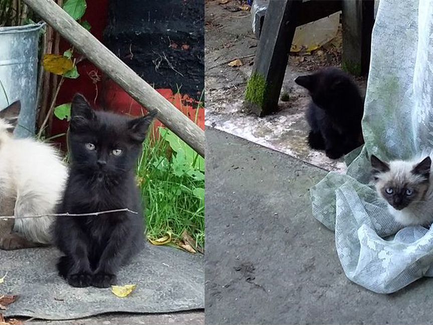 Сиамский и черный котенок, 2 месяца