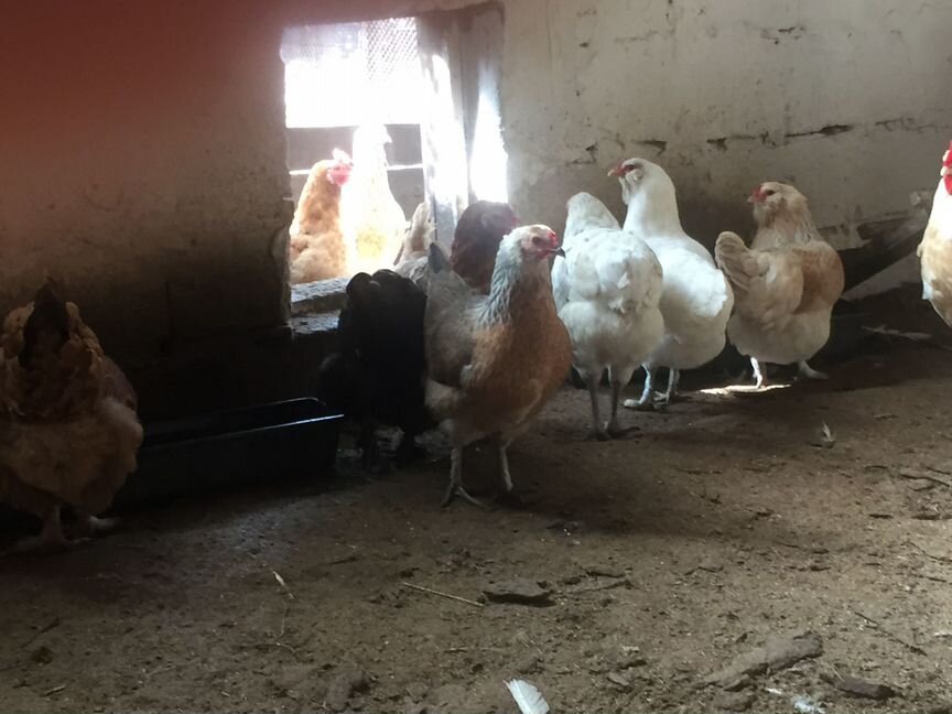 Домашние породистые Куры