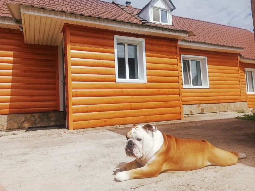 Английский бульдог