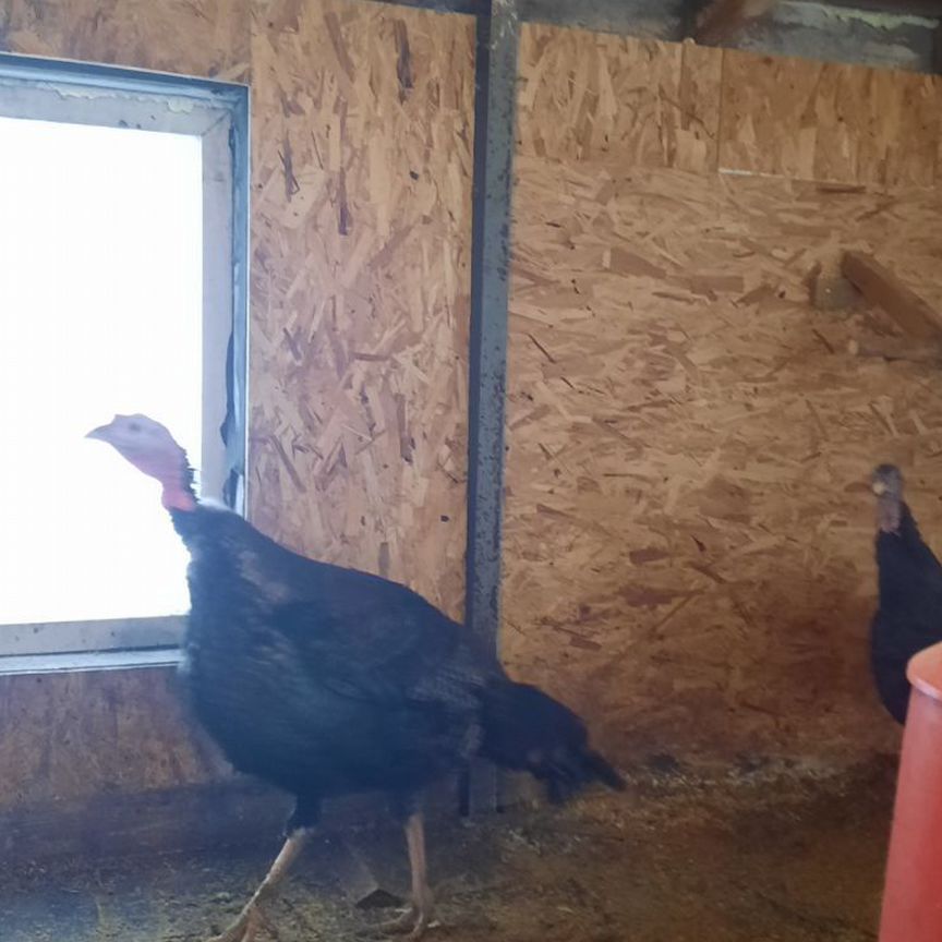 Индюки на племя