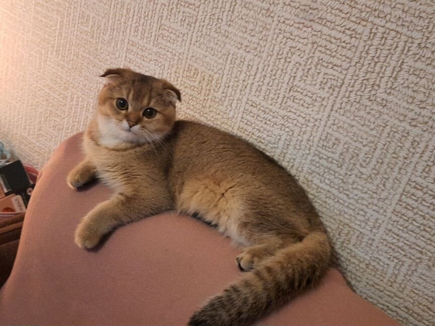 Шотландская