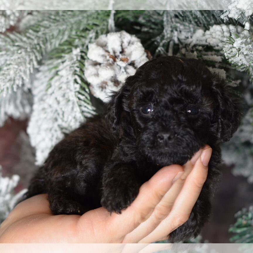 Той-пудель, щенок