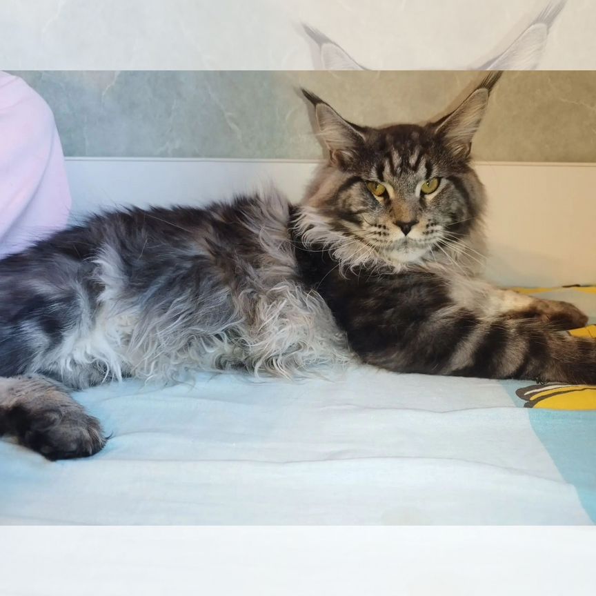 Мейн-кун котёнок