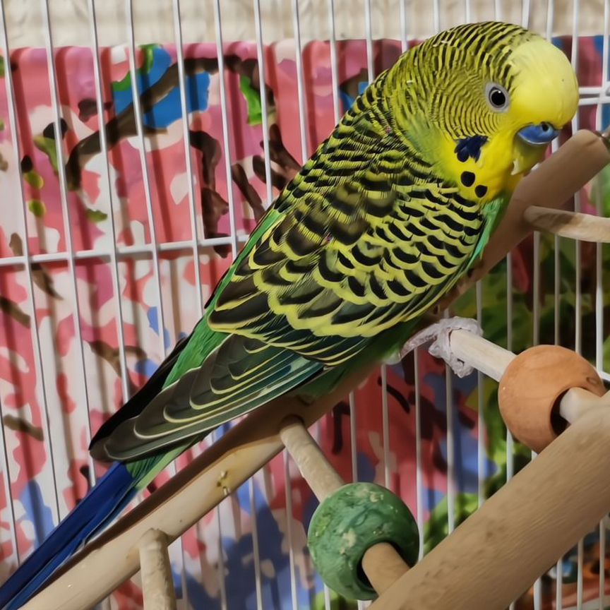 Волнистый попугай с клеткой