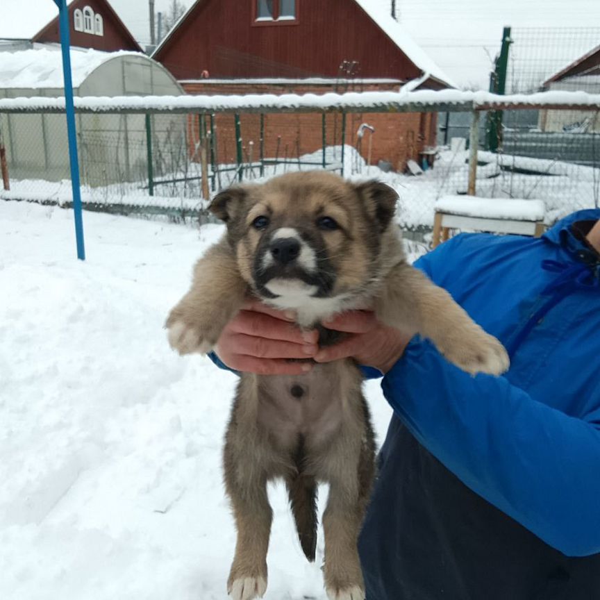 Щенок в добрые руки