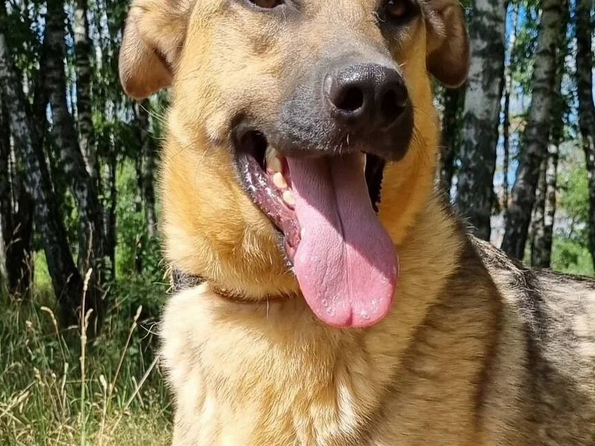 Лео. Пес из приюта в добрые руки