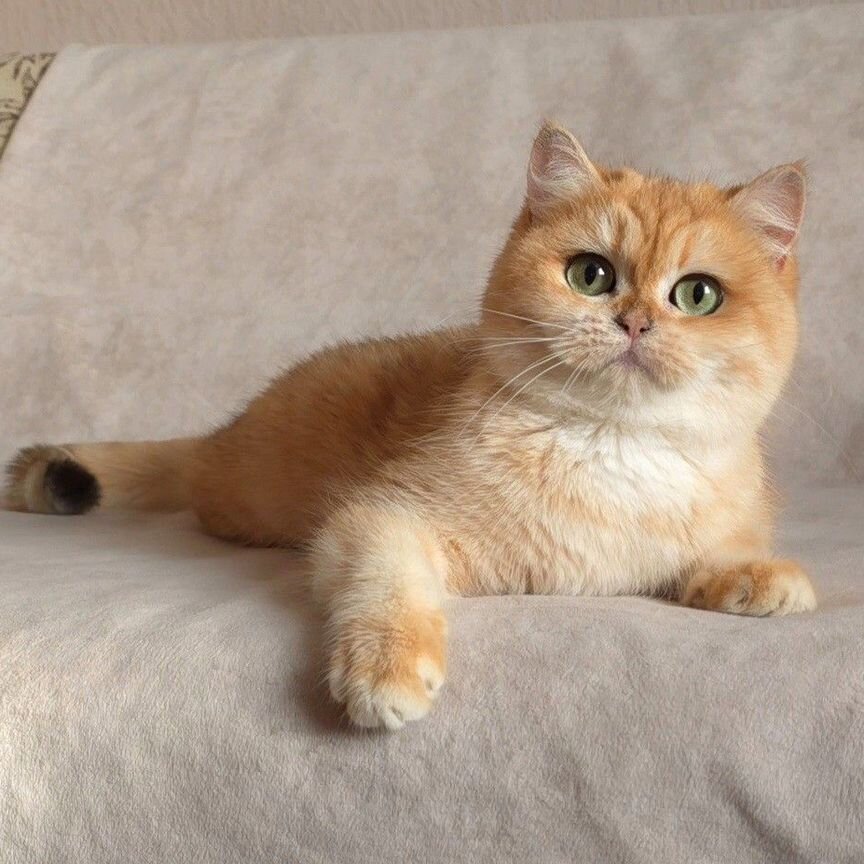 Британская короткошёрстная, взрослая кошка