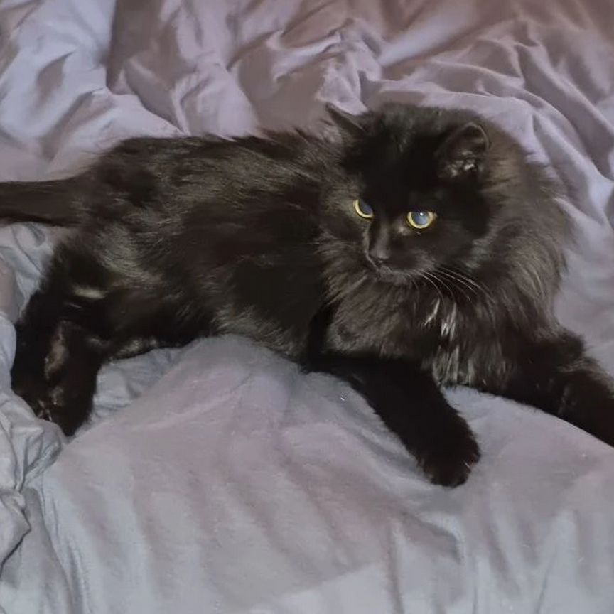 Сибирский котёнок