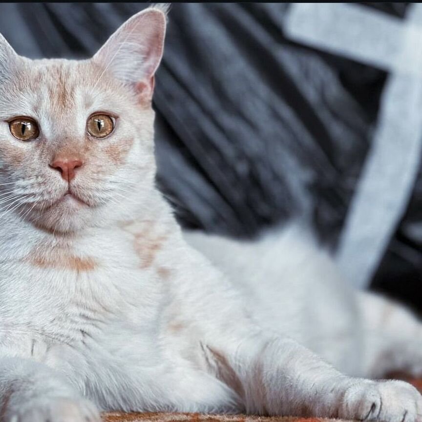 Отдам кота в добрые руки