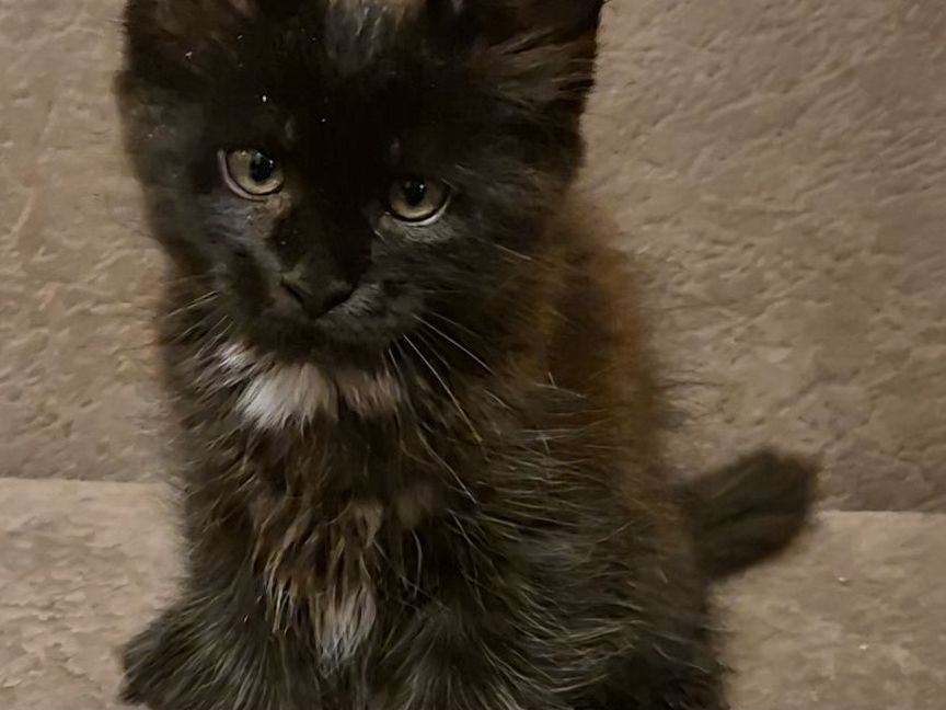 Котята породы мейн-кун