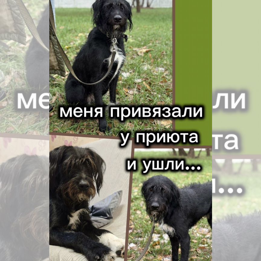 Взрослая собака в добрые руки