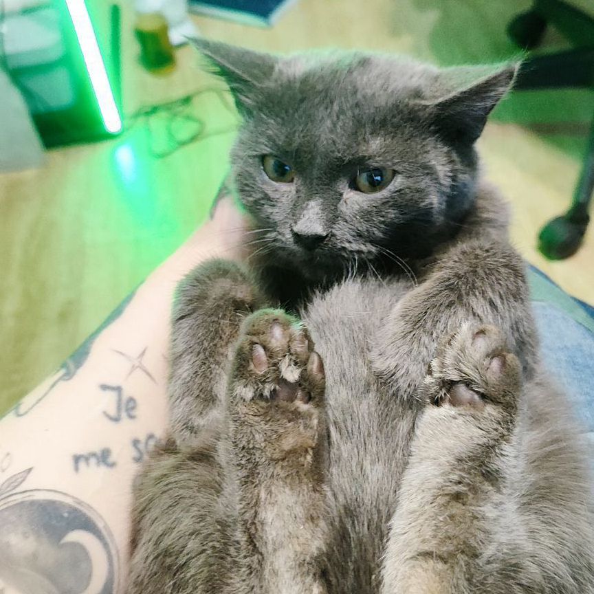 Котенок ищет дом