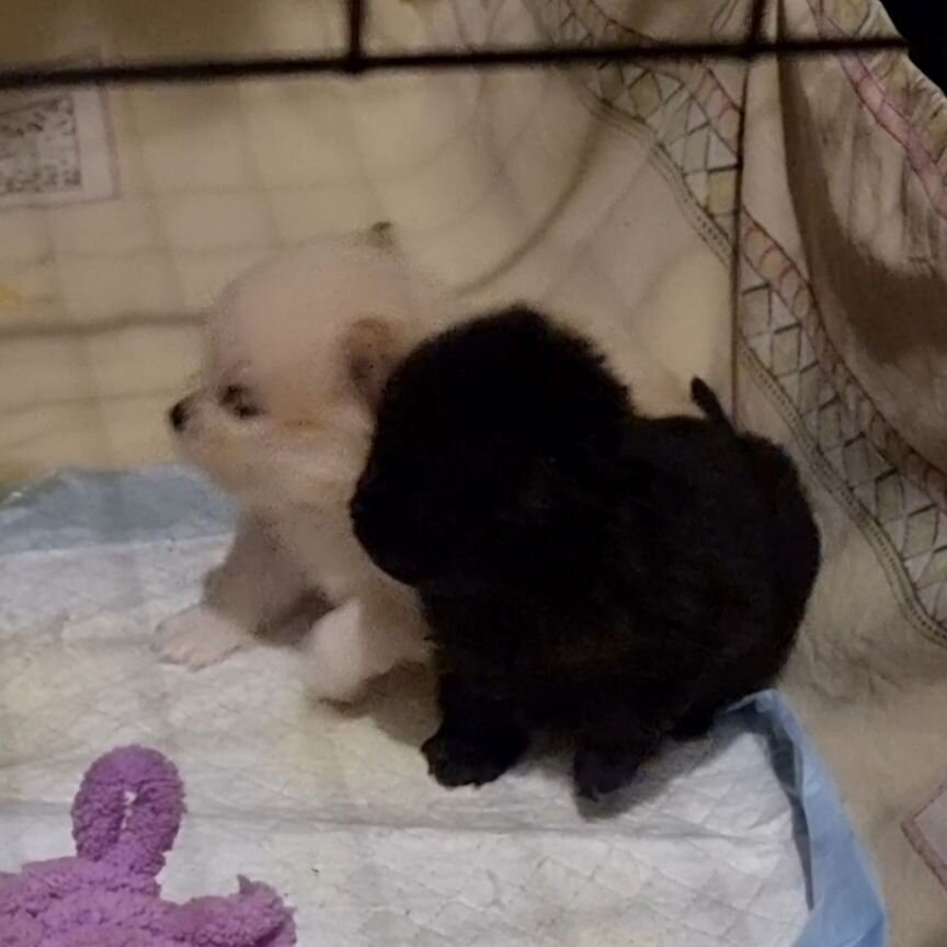 Померанский шпиц